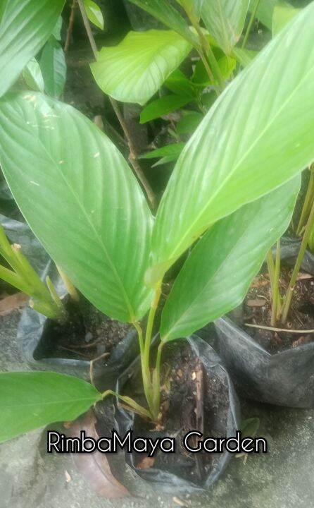 pokok lerek hutan/Daun lerek lemang | Lazada