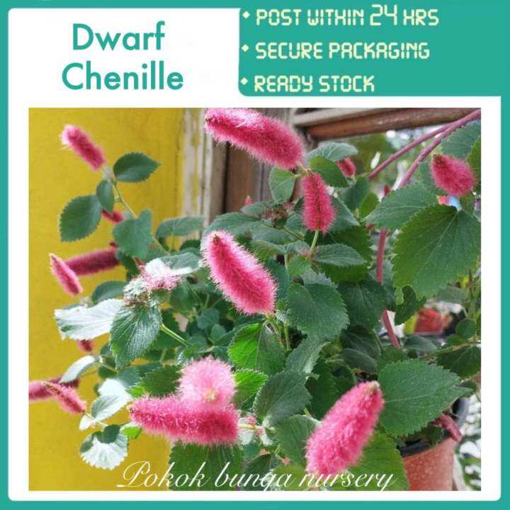 PBN - dwarf chenille - acalypha reptans Pokok bunga nursery strawberry ...