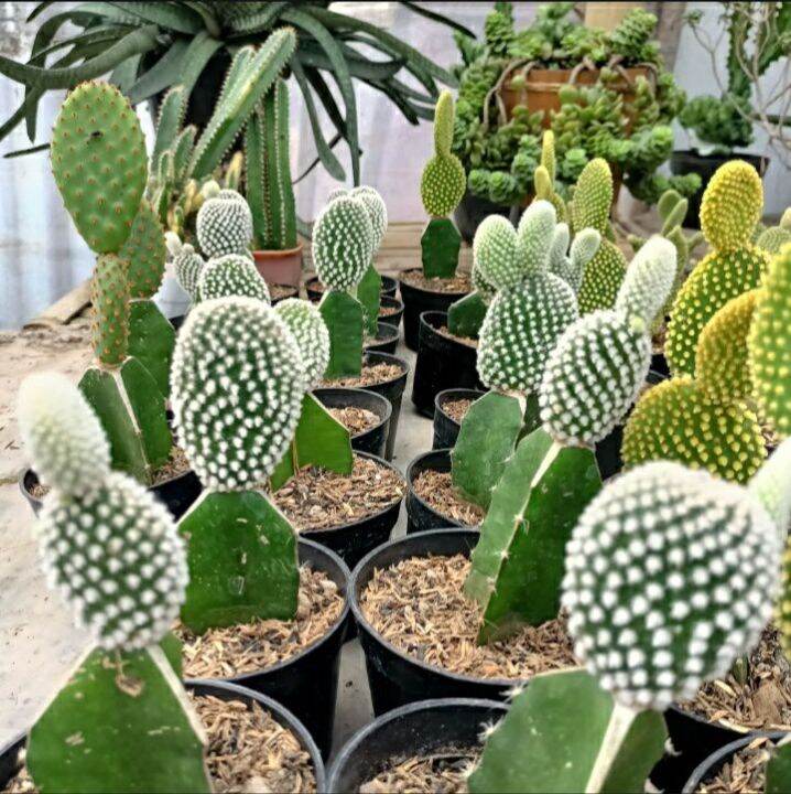 skulen mickey mouse | Lazada Indonesia