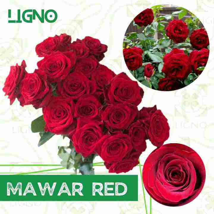 Benih MAWAR RED Biji Bibit Bunga | Lazada Indonesia
