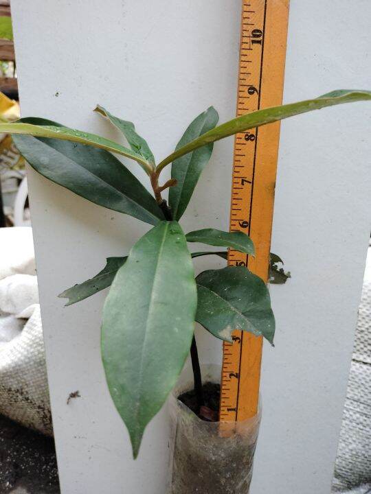 SPM-8. Kamagong seedling, 6-7 leaf stage, at least 8 inches tall ...