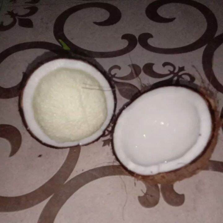 kentos kelapa besar 1 kg | Lazada Indonesia
