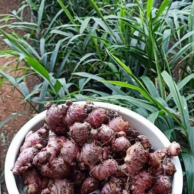 1 kg biji benih tanaman herbal/rempah jahe merah | Lazada Indonesia