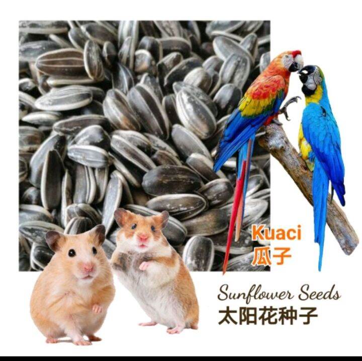 Kuaci Sunflower Seeds [1kg] | Parrots Food | Hamster Food | Burung Nuri ...