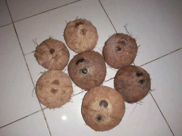 niyog isang mata isa bibig/ niyog dalawa mata | Lazada PH