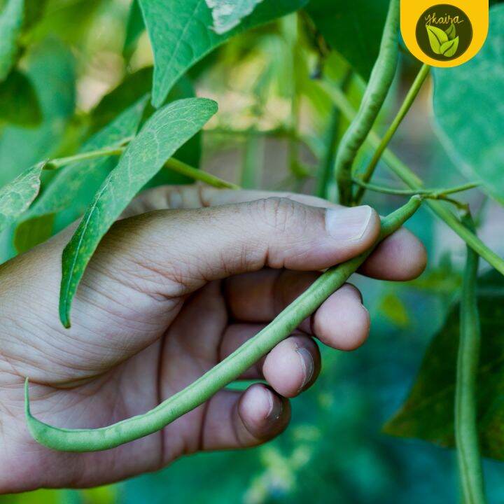 100 seeds for planting binhi pantanim tapilan rice beans | Lazada PH