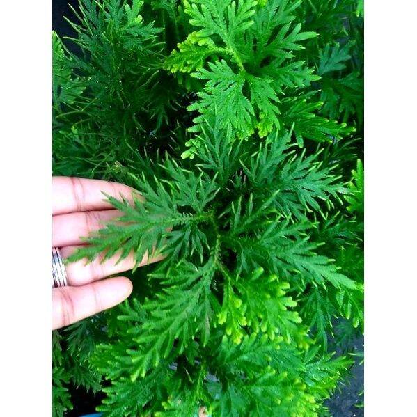 Spike Moss Fern Like Selaginella Tropical Garden Landscape Decoration ...