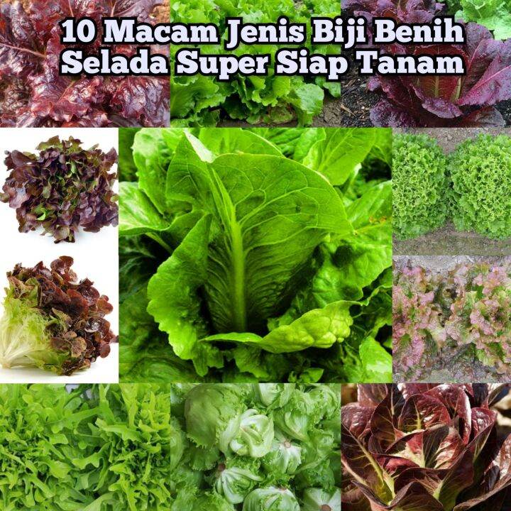 10 Macam Jenis Biji Benih Selada Unggul Siap Tanam Biji Selada Merah ...