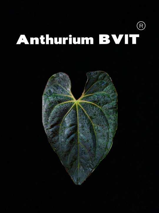 Anthurium BVIT（Black Velvet Indo Type）🖤 | Lazada