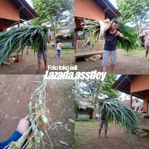 Jual Rumput Pakcong Segar 1 karung Untuk pakan ternak Sapi dan kambing ...