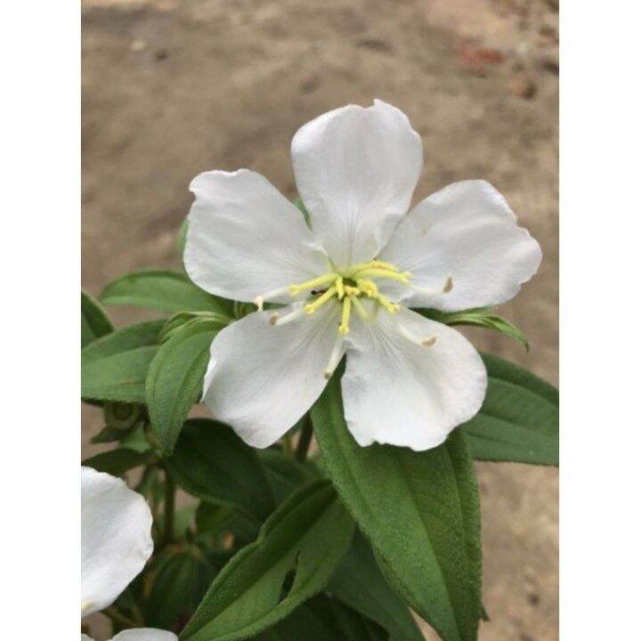 Pokok Bunga Senduduk Holland Putih/ Senduduk Bunga Putih | Lazada