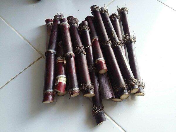 tebu hitam atau tebu Ireng segar per 1 kg | Lazada Indonesia