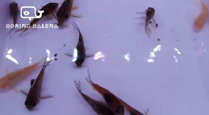 BRBN Corydoras - Mixed Corydoras Assortment - Cory Catfish - Ikan ...