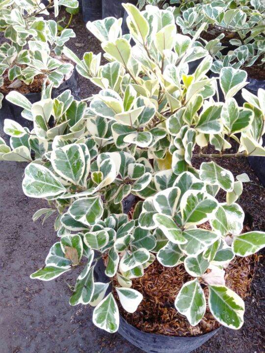 ficus triangularis (Big size) | Lazada PH