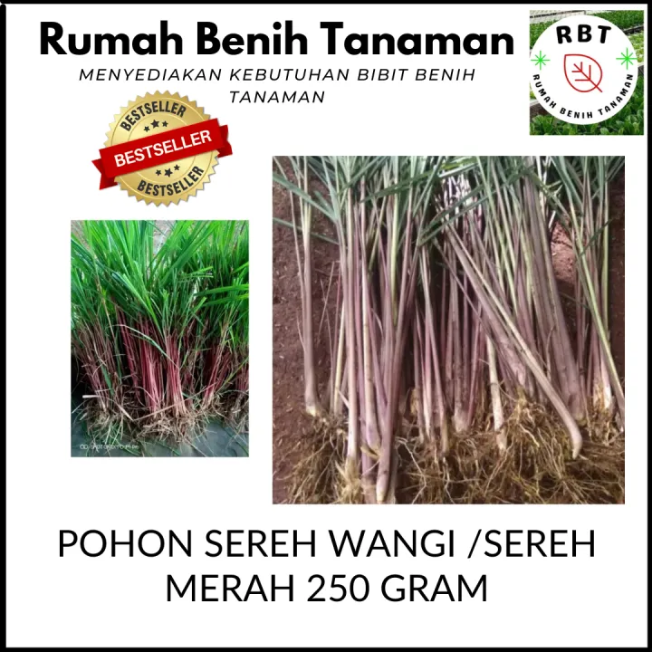 250 gram Sereh wangi-pohon sereh merah/wangi | Lazada Indonesia