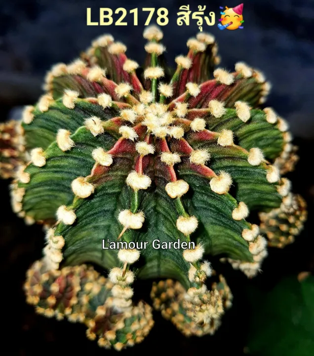 หน่อเด็ดสด แคคตัส (Gymno) "LB2178 ด่างแท้ สีรุ้ง" 🥳 | Lazada.co.th