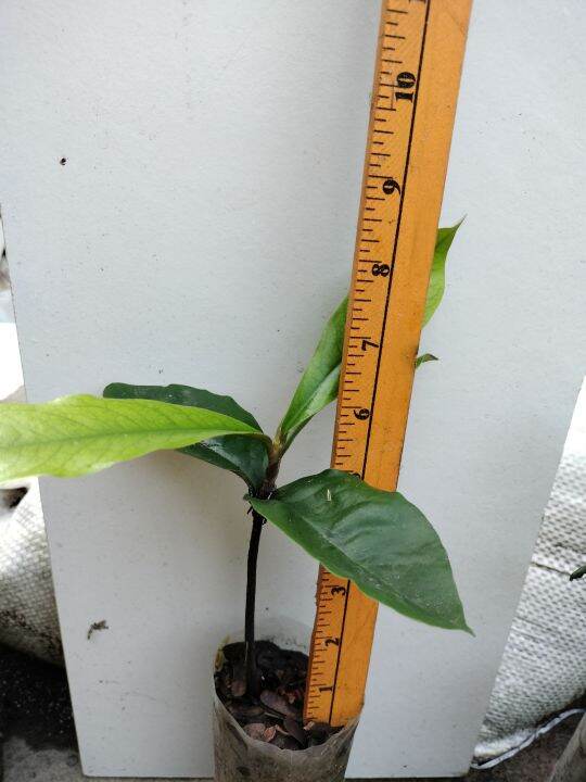 SPM-6. Kamagong seedlings, 5-6 leaf stage, at least 6 inches tall ...