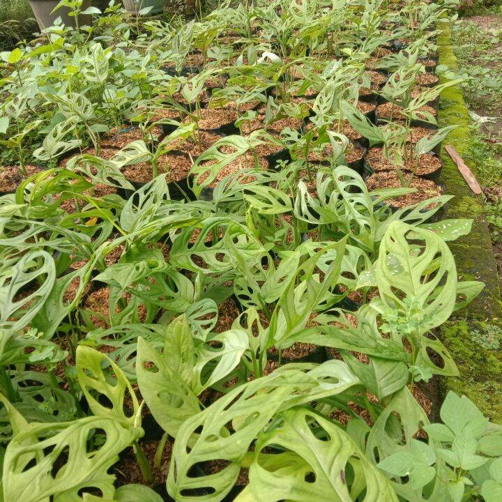 janda bolong monstera adansonii, daun 3, berakar | Lazada Indonesia