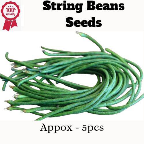 STRING BEANS / SITAW / MONTENEGRO ( 5 Seeds ) - 1pack | Lazada PH