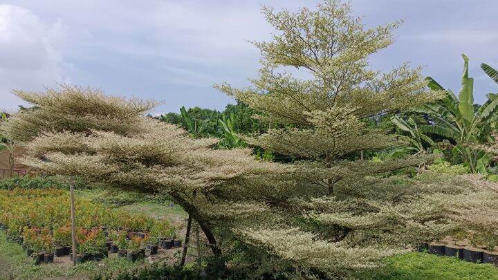 African Talisay Variegated | Lazada PH