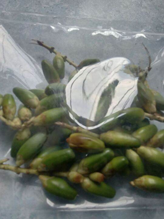 buah jeruju 1 pcs | Lazada Indonesia