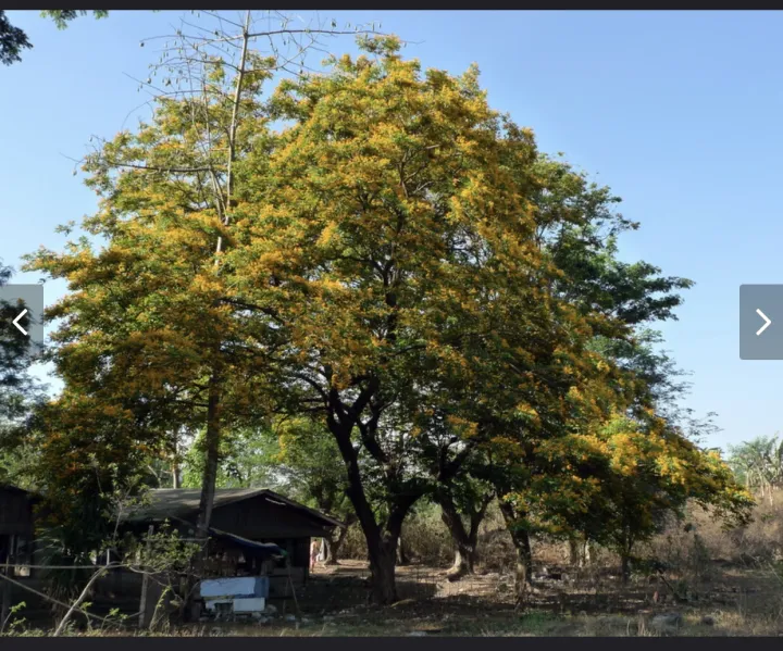 Narra tree seeds 25 pcs | Lazada PH