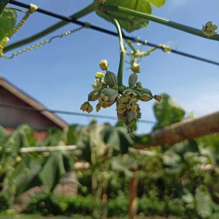 Bibit labu siam jenis anggur siap tanam | Lazada Indonesia