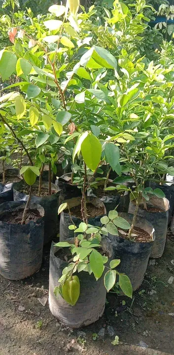 Balimbing Fruit | Lazada PH