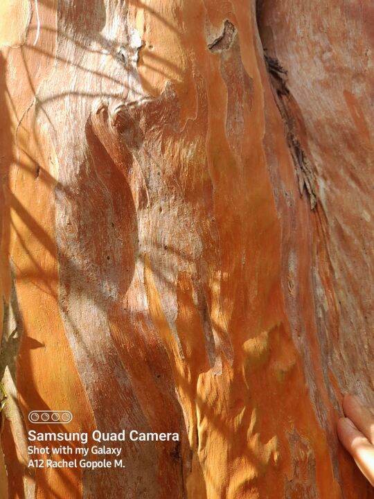 Malabayabas Tristaniiopsis Decorticata Seedlings | Lazada PH