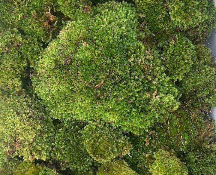 Media Tanam Lumut Hidup/1kg/Moss Hutan/Living Moss/lumut hidup cacah ...