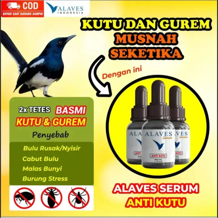 Alaves Obat burung Mabung dan kutu merapikan bulu nyulam ngurak cepat ...