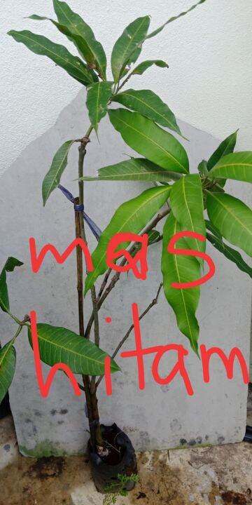 ank pokok mangga mas hitam | Lazada