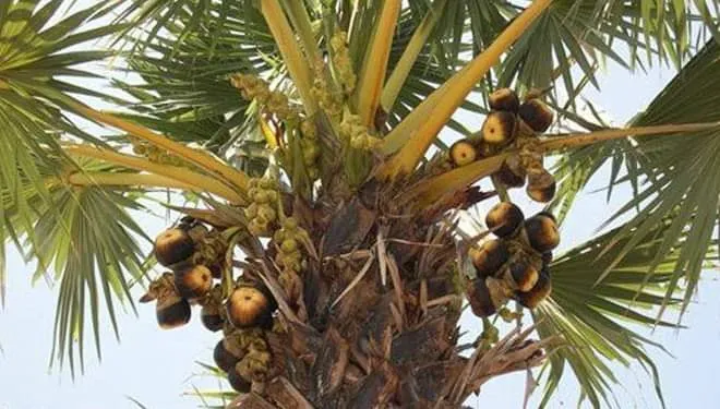 Buah siwalan / lontar Buah sejuta manfaat ( 1 buah utuh isi 3) | Lazada ...