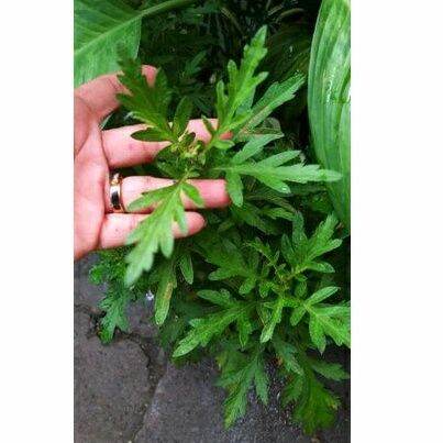 Damong Maria Mugwort Artemisia Vulgaris | Lazada PH