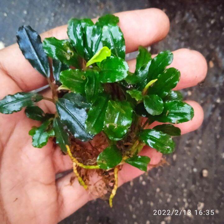 Bucephalandra Hulu Boyan Tanaman Aquascape | Lazada Indonesia