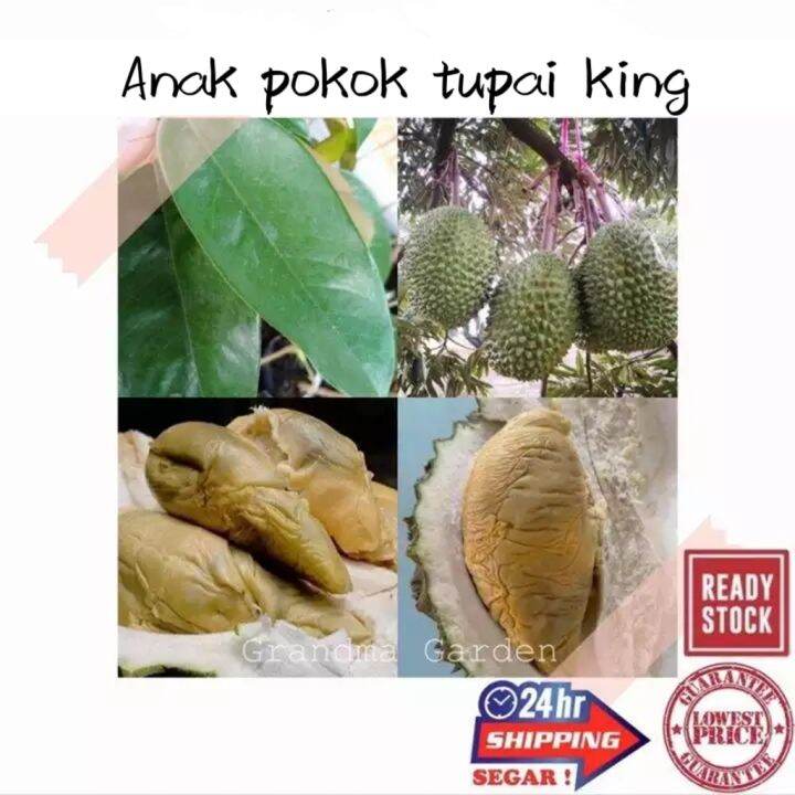 (GG real plant) anak Pokok tupai king ^ cpt berbuah hybrid top quality ...