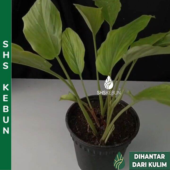 Pokok Halia Hitam Black Ginger Plant Kaempferia Parviflora Pokok Hidup ...