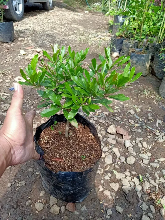 bibit pohon magic fruit | MiracleBerry | RIMBUN | Lazada Indonesia