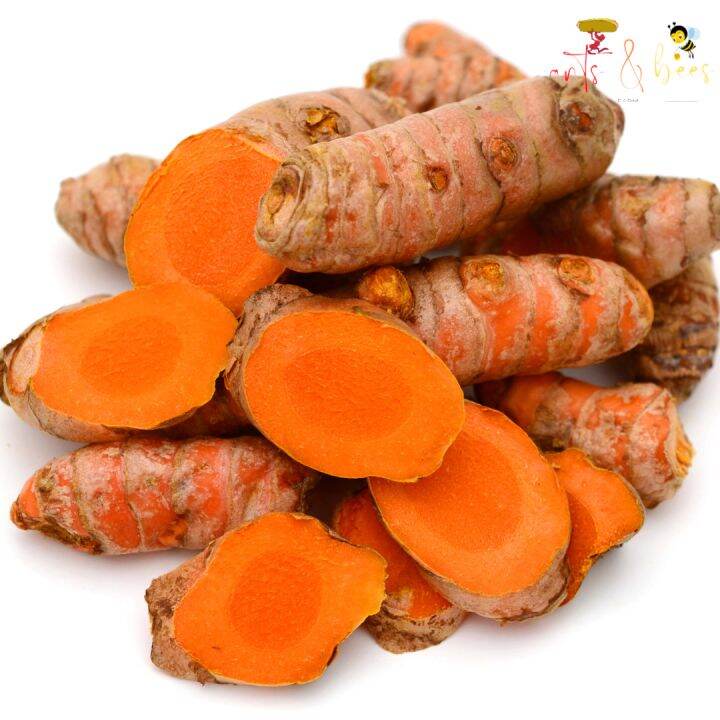 Turmeric Luyang Dilaw Binhi Bulb Pantanim 1 pc. | Lazada PH