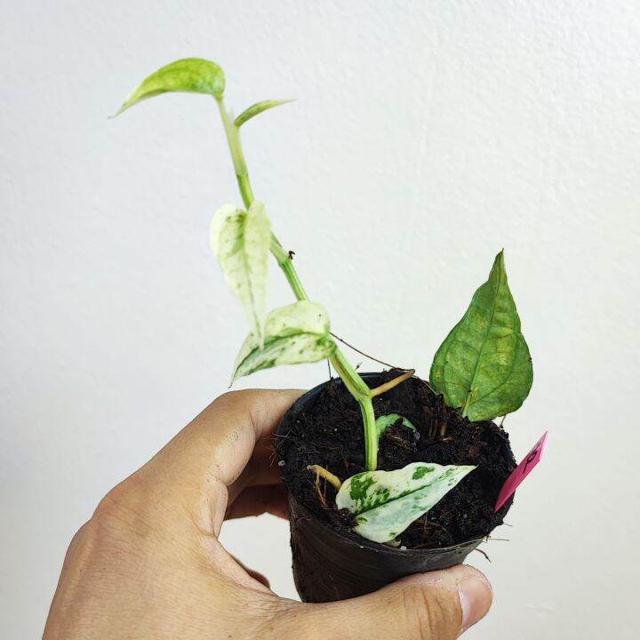 Epipremnum cebu blue variegated || เซบู บลู ด่างไม้นำเข้าฟิลิปปินส์ เซบ ...