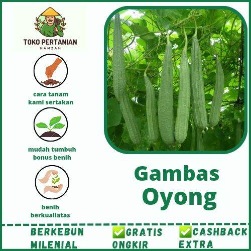 100 BIJI bibit/benih gambas onyong super unggul siap tanam | Lazada ...