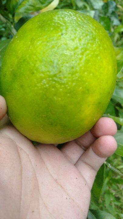 buah lemon california hijau kiloan 500Gr kualitas super - lemon seger ...