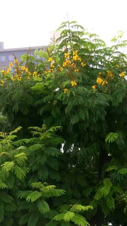 Siar Tree Seeds, Peltophorum Pterocarpum Seeds, Tree Seeds#035 | Lazada PH