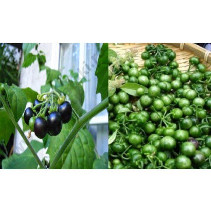 Buah Lenca Segar 250 gram | Lazada Indonesia