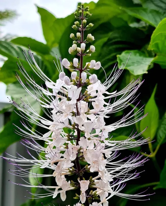 Pokok misai kucing | Lazada