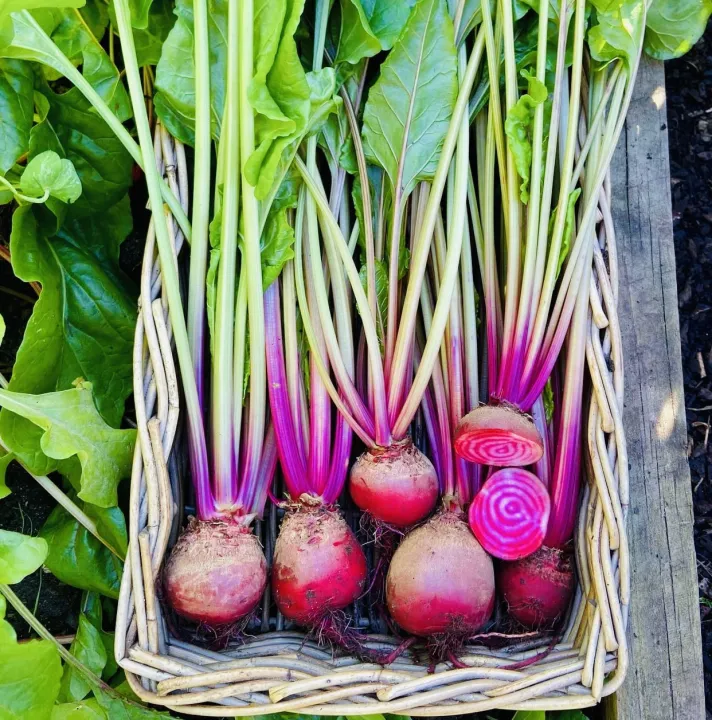 เมล็ดบีทรูท Beetroot Original Packaging 200 เมล็ด เมล็ดนำเข้า พันธุ์แท้ ...