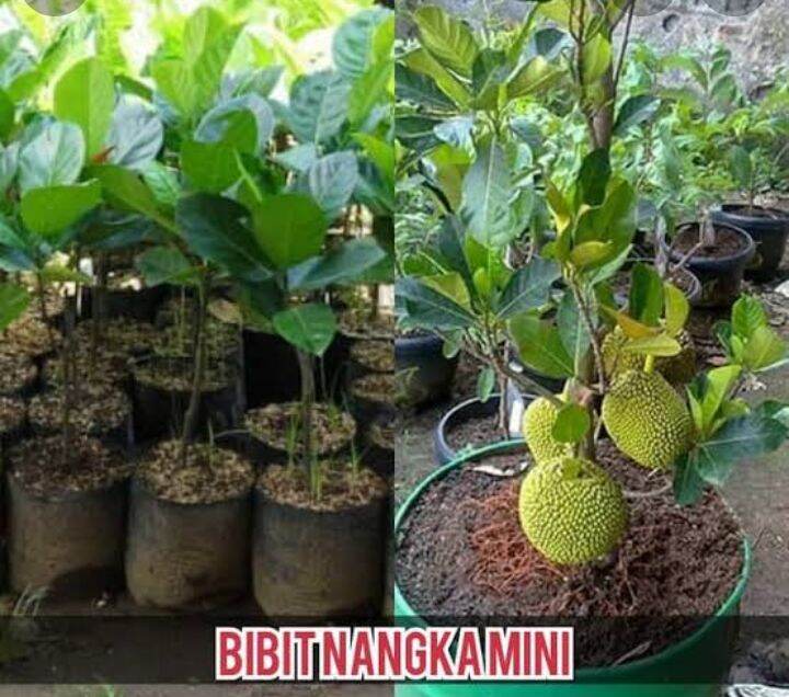 Pohon Nangka Mini