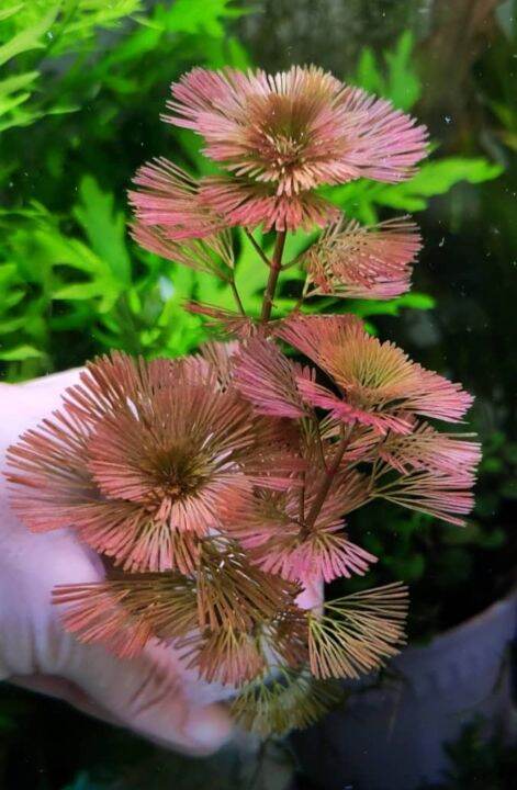 Plant Aquariums Cabomba Piauhyensi Cabomba Red Ready Stock | Lazada