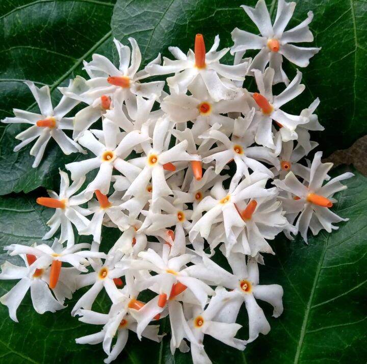 Pokok Tree of sorrow | Lazada