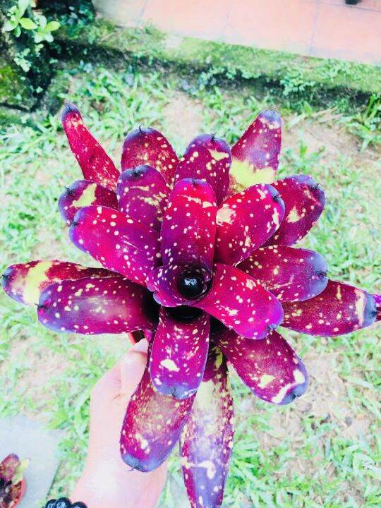 Neoregelia Marmorata hybrid Plants ( 積水风梨/bromeliad ) | Lazada